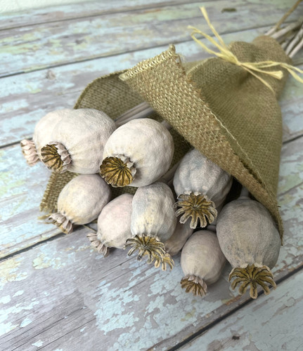 Dried Poppy Seed Heads | Claire's Cuttings