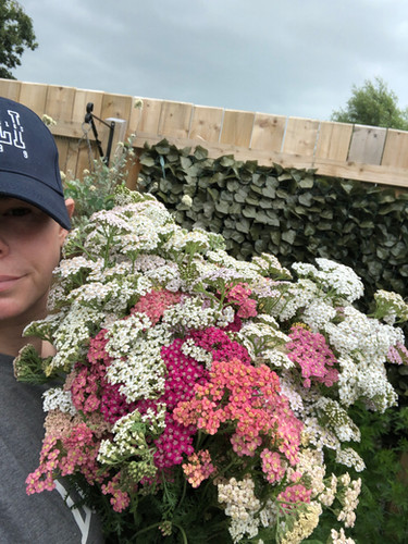 Achillea 'Yarrow' | Claire's Cuttings