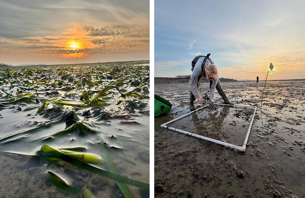 Seagrass Gets Major Boost On Island As Regeneration Efforts Continue