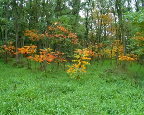 A Grove (5 Trees) | 10000 Trees