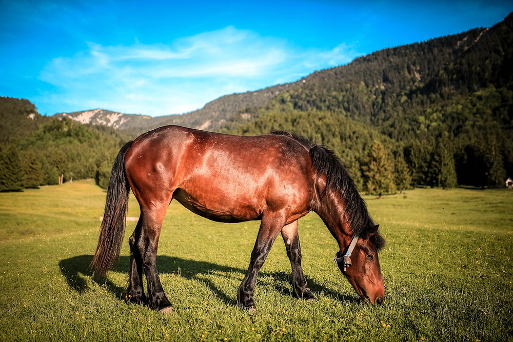The Ultimate Guide to Equine Nutrition and Feeding