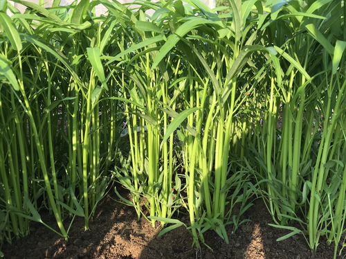 ត្រកួន | Agree culture online