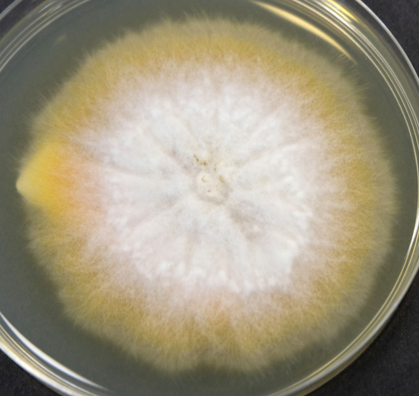 Courses | Empeiros Ltd