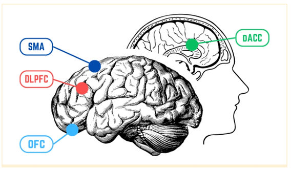 orbitofrontal cortex ofc