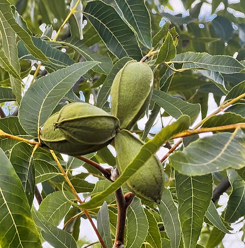 Pecan Orchard | Woolly Yak Ranch