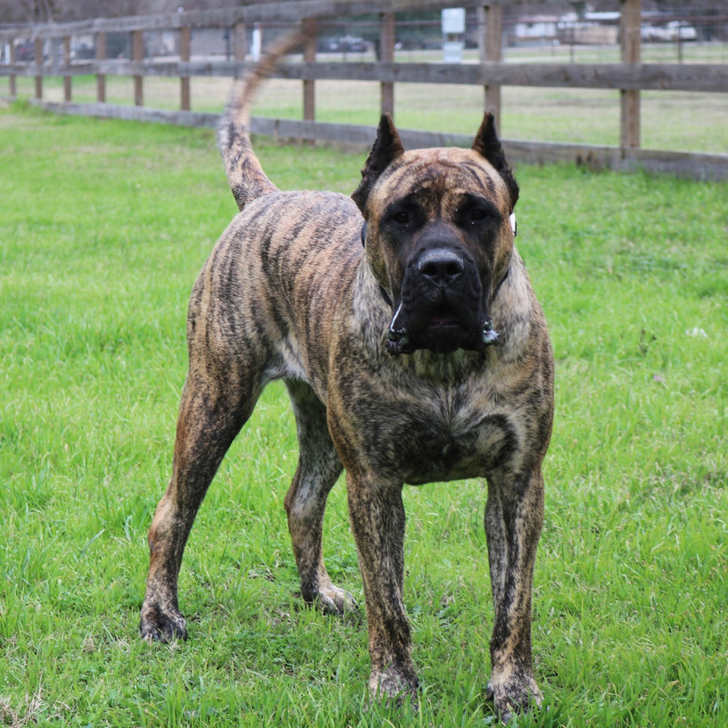 Presa Canario Dog Breeder | Presa Canario Puppies for Sale Nationwide ...