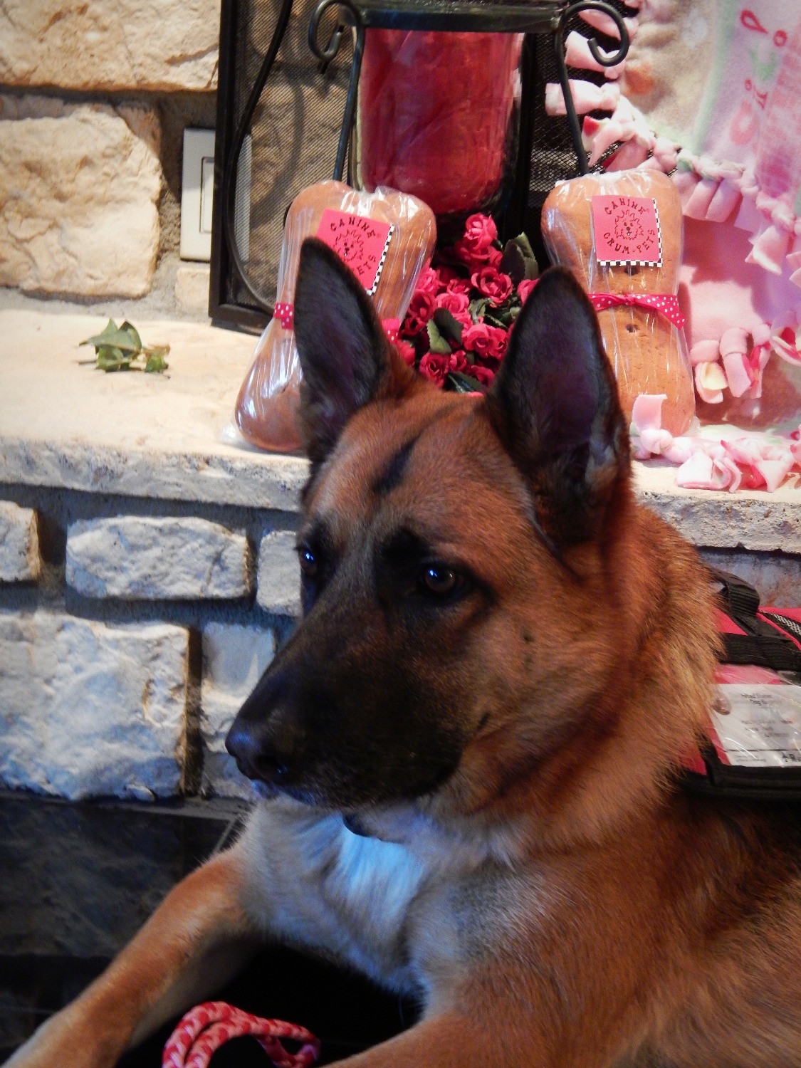 Gallery | caninecrumpets