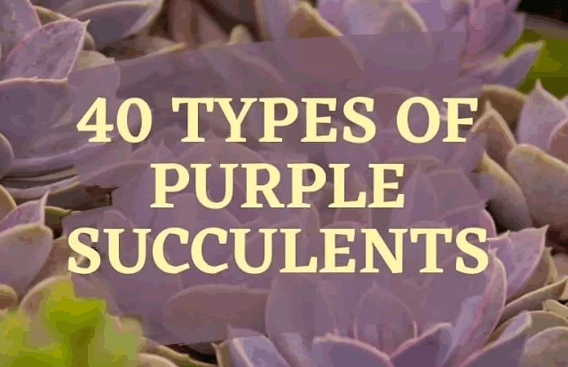 What Are Dark Purple Succulents