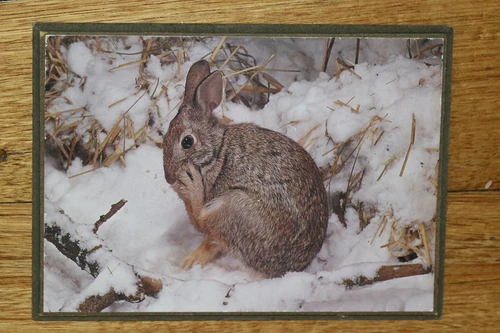 Preloved Rabbit Picture | Tasmanian Beauties