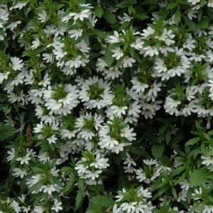 Scaevola/Fan Flower Patio Pot 12" | underthesungarden
