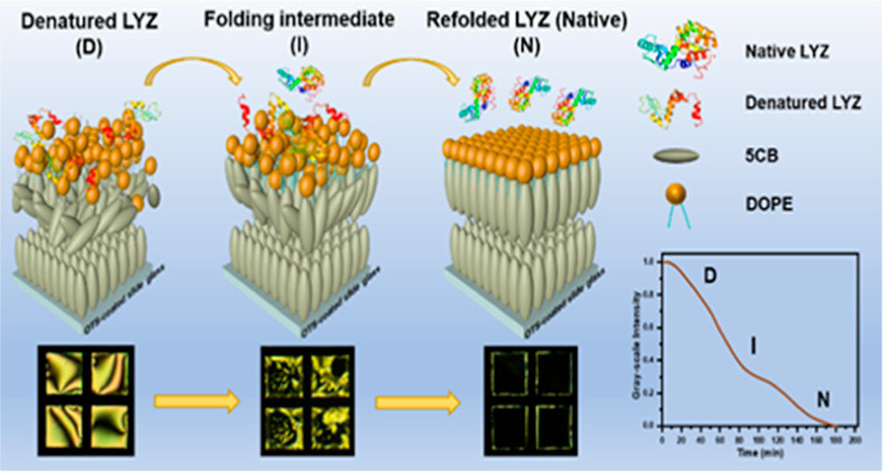 Harnessing Liquid Crystal Sensors for High-Throughput Real-Time ...