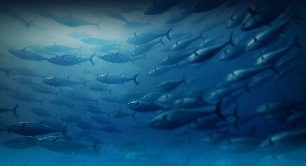 ABOUT | Oceanfishseafoods