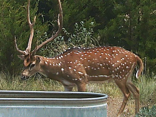 Pics: Trophy Axis Deer at Starry Night Ranch near London, Texas