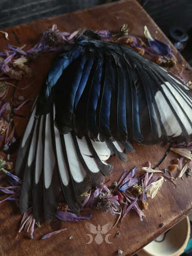 Magpie Wings (Pair) | The Magpie & The Moon