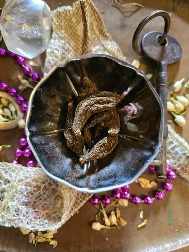 High John The Conquer Root ( One Whole Root) | The Magpie & The Moon