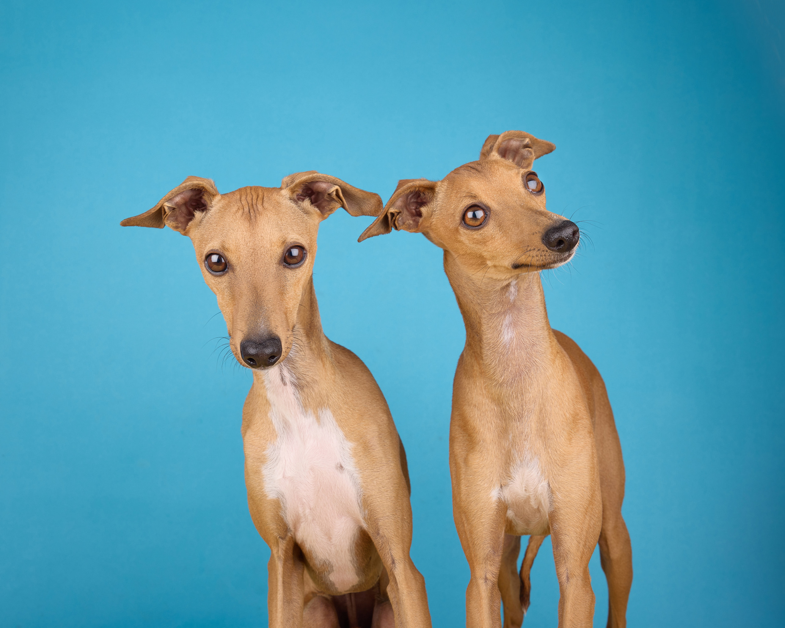 View Our Dog Portrait Gallery | E5 Dog Photography