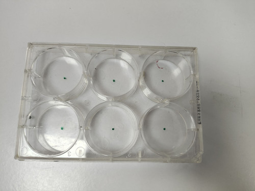 6 Well Cell Culture Plate | Avay Biosciences