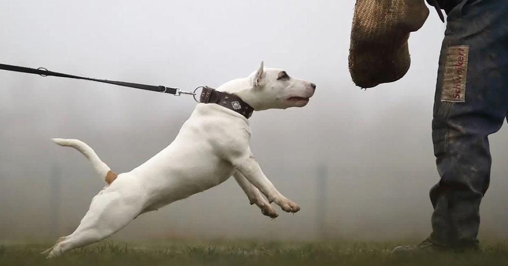 Kohati Gull Terriers