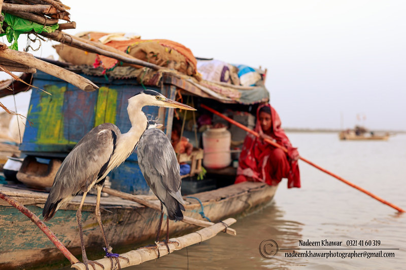 Mermaids in Medieval Muslim Fiction and Folklore