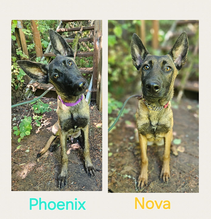 Home | Wallflowers Shine