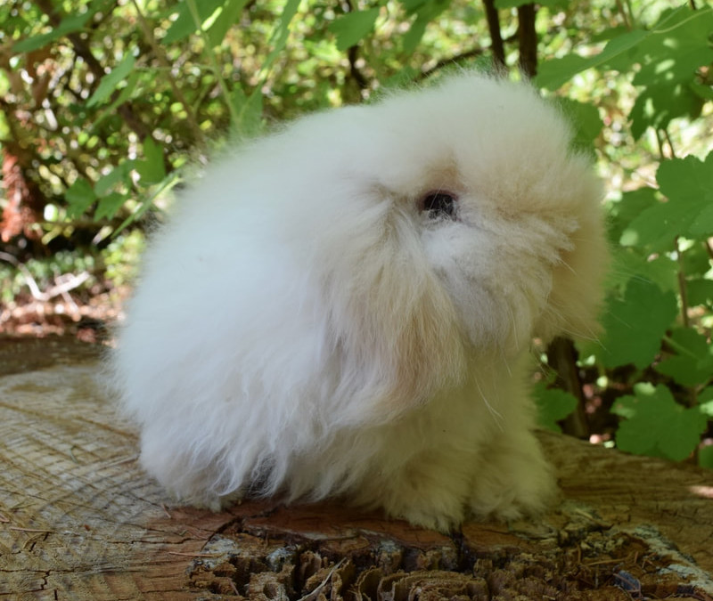 TEDDYWIDDERS | Twin Peaks Rabbitry