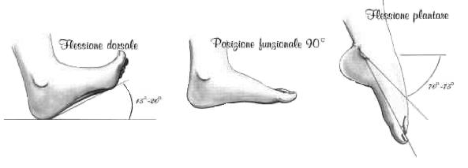 La cinematica dell'articolazione tibio-tarsica