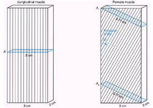 Architettura Muscolo-Scheletrica