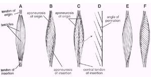 Architettura Muscolo-Scheletrica