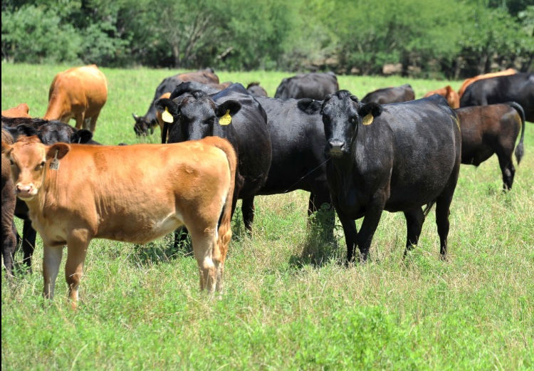 Akaushi, Wagyu and Angus
