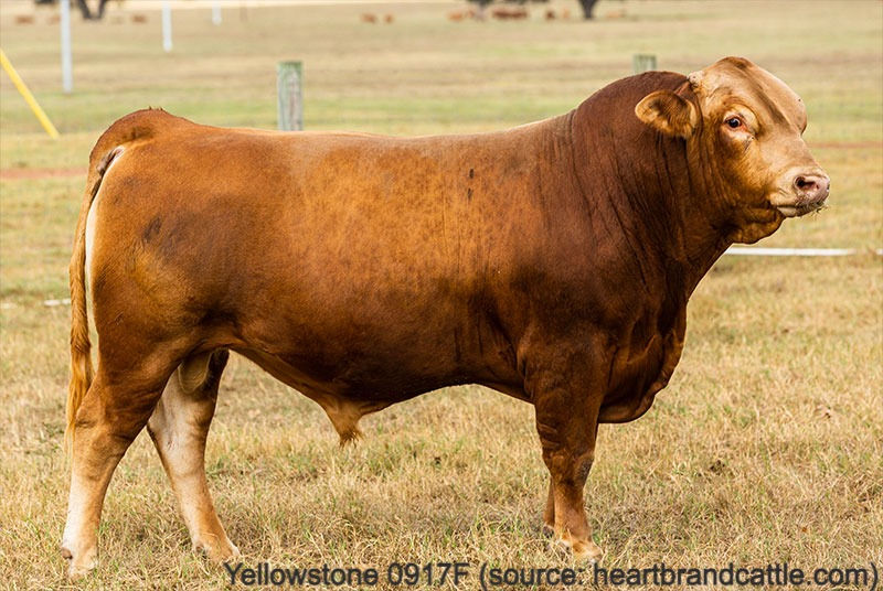 Polled Akaushi in the US