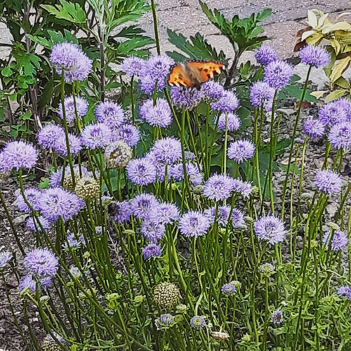 Jasione montana - Jasione | ApiFlora