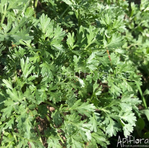 Artemisia absinthum - Armoise absinthe | ApiFlora