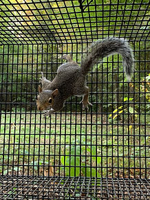 Fletcher Farms Amarillo, Llc. | Amarillo, TX