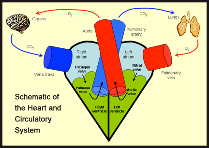 The Equine Heart (Part 2): Common Cardiac Disease