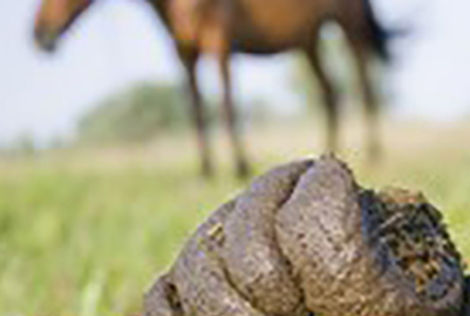 horse feces
