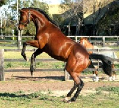 The Equine Heart (Part 1): What Makes the Horse Such an Amazing Athlete?