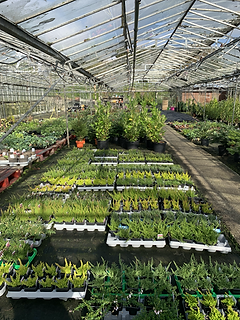 Plant Nursery | Looe Valley Plants | Trewidland