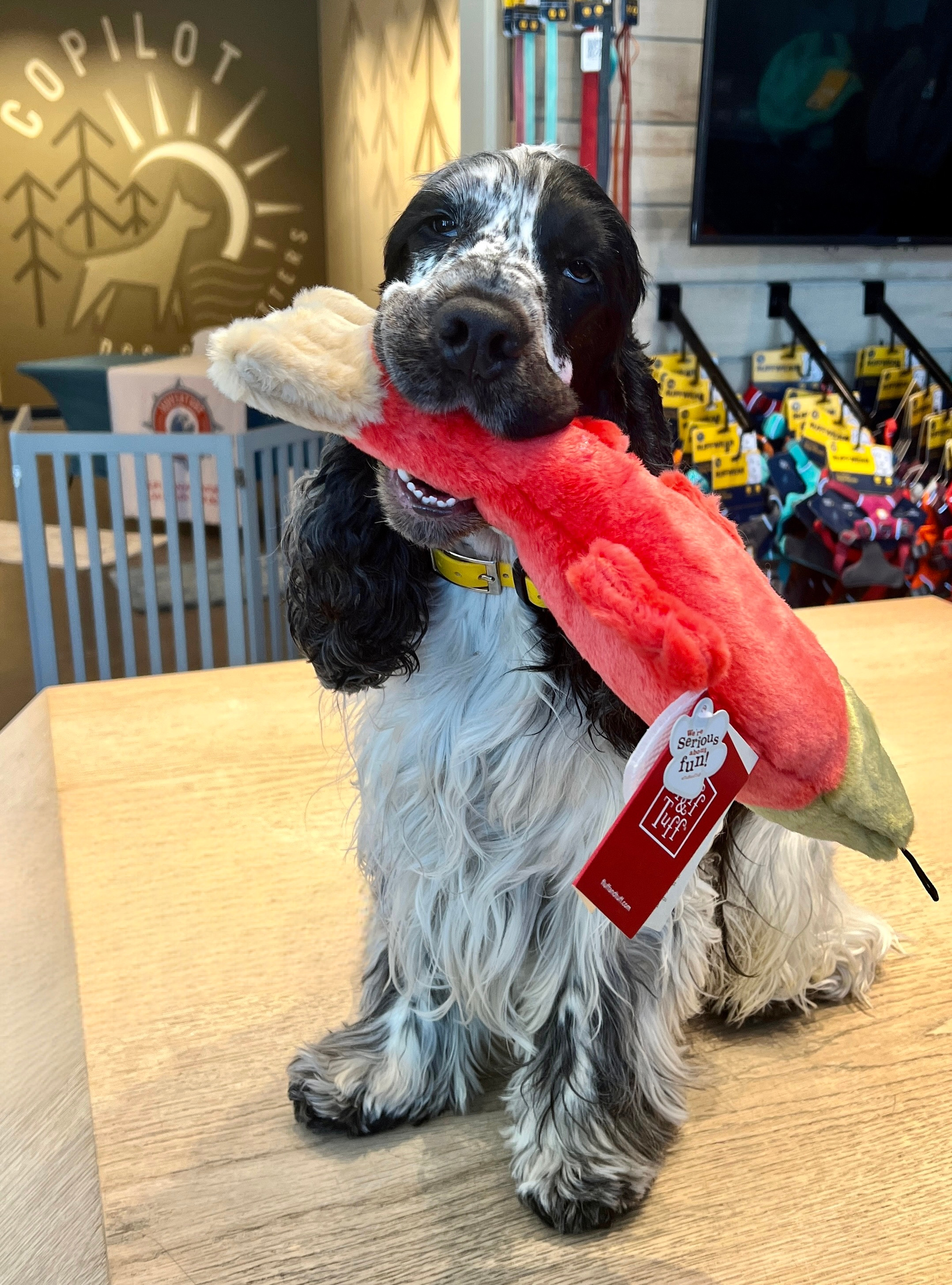 April Puppy 101 Mini Class | Adventure is Barking