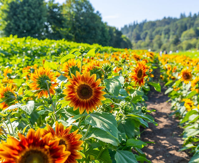 sunflower field basildon