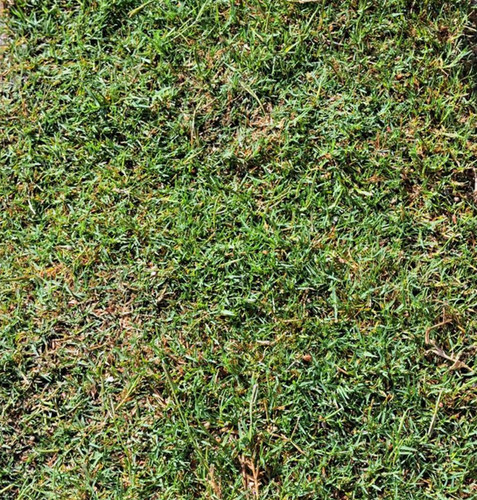 Celebration Bermuda | Turf1