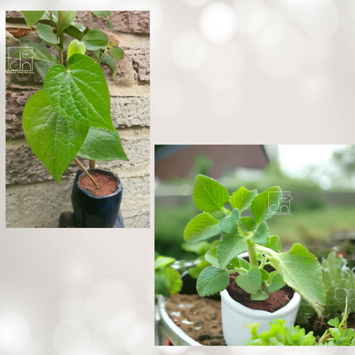 Combo 206 vethala & karpooravalli | ChennaiPlantNursery