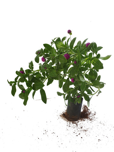 Vaada malli | ChennaiPlantNursery