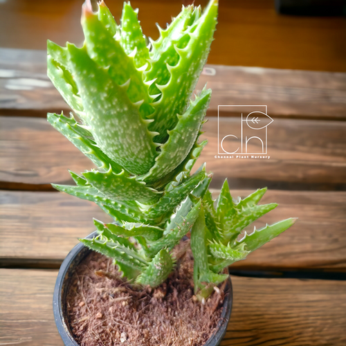 Tiger tooth succulent | ChennaiPlantNursery