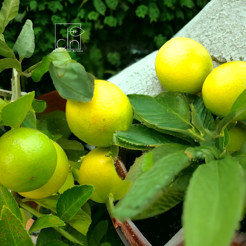 Lemon plant | ChennaiPlantNursery