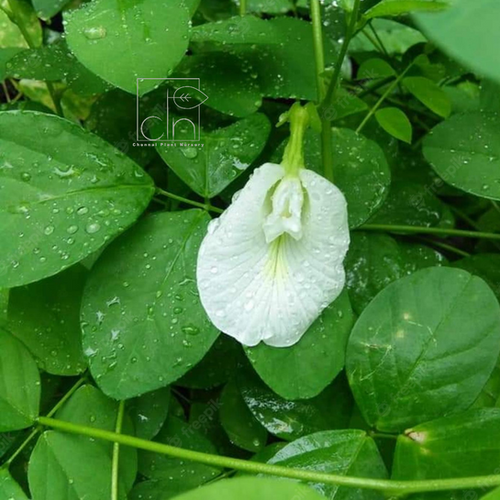 Sangu poo/white | ChennaiPlantNursery