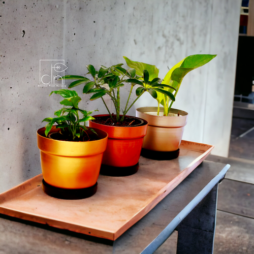 Tricolour metal pot 1 pc | ChennaiPlantNursery