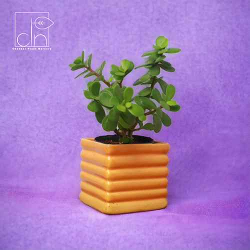 Jade in Square ceramic pot | ChennaiPlantNursery