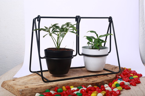 Metal swing pot 002 with mini plants | ChennaiPlantNursery