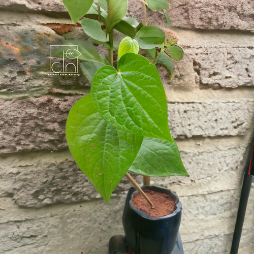 Vethala | ChennaiPlantNursery