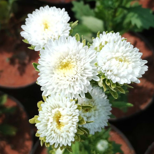 White samathi | ChennaiPlantNursery